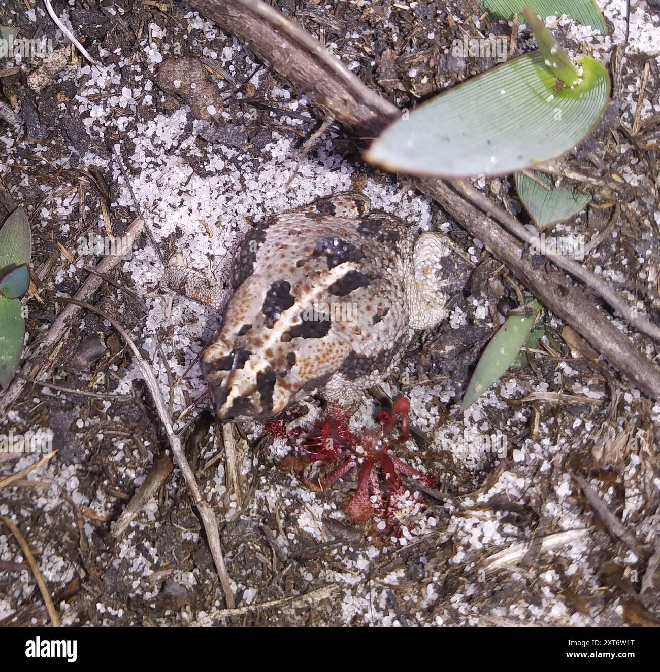Oak Toad (Anaxyrus quercicus) Amphibia Stock Photo - Alamy
