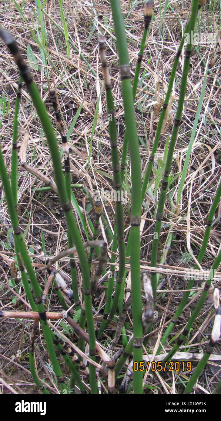 rough horsetail (Equisetum hyemale) Plantae Stock Photo - Alamy