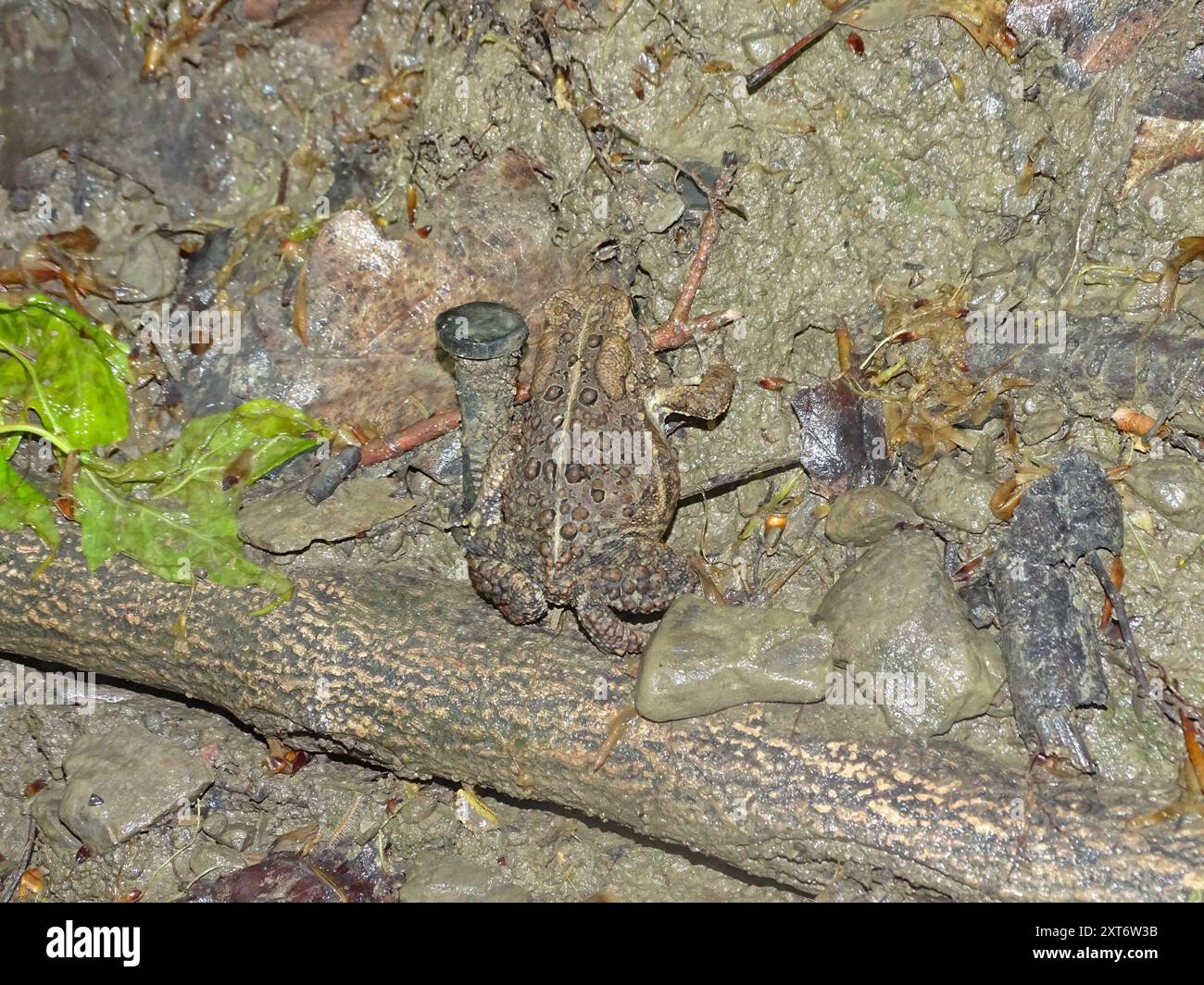 Eastern American Toad (Anaxyrus americanus americanus) Amphibia Stock ...