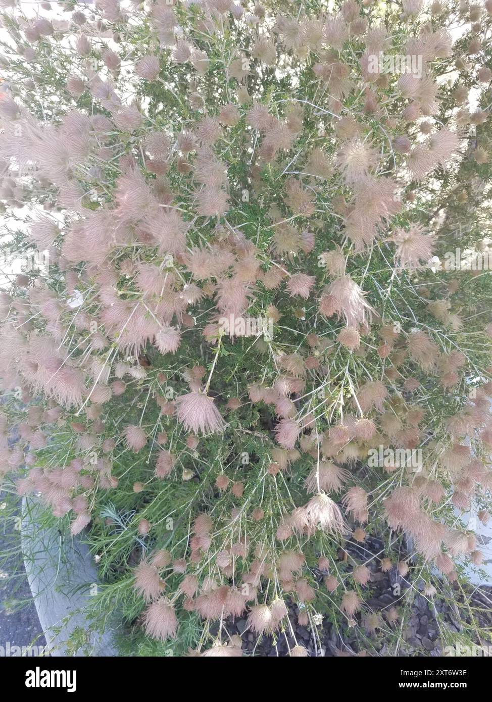 Apache plume (Fallugia paradoxa) Plantae Stock Photo - Alamy