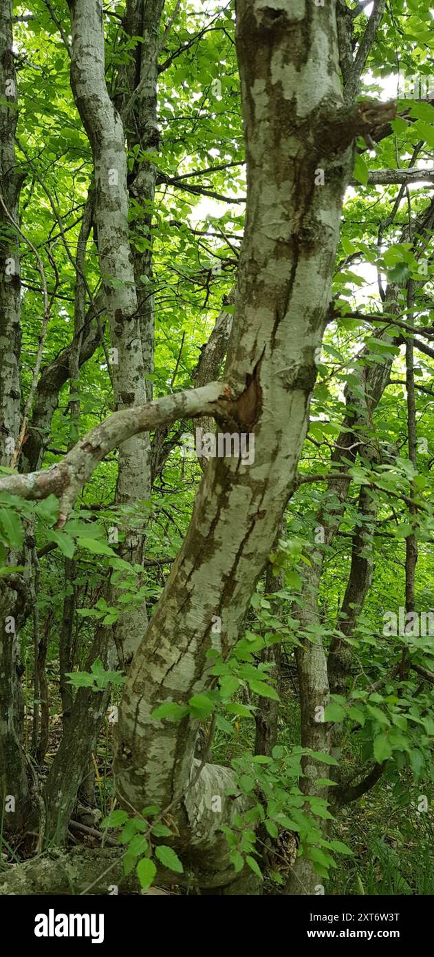 Eastern Hornbeam (Carpinus orientalis) Plantae Stock Photo - Alamy