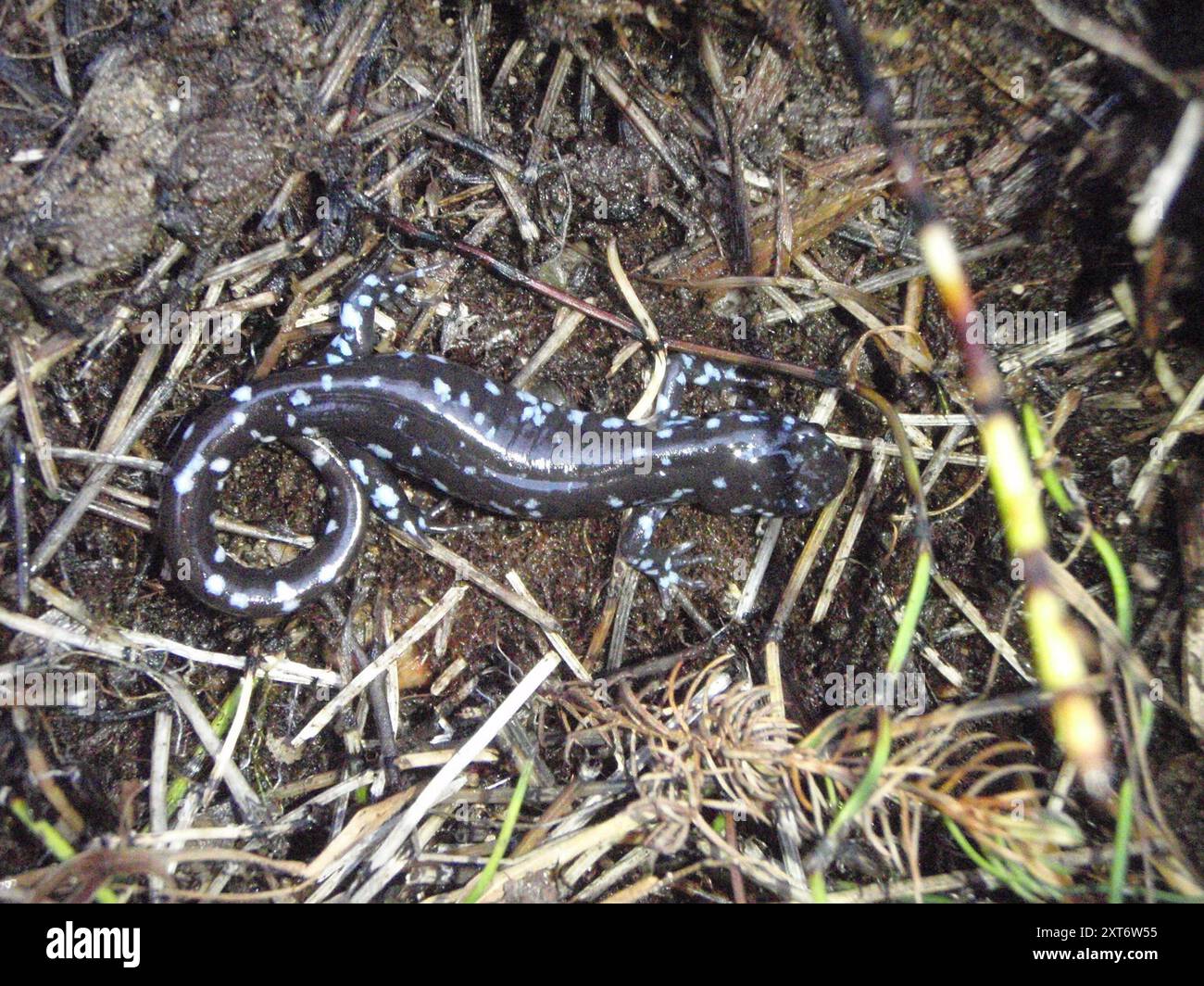 Blue-spotted Salamander (Ambystoma laterale) Amphibia Stock Photo - Alamy