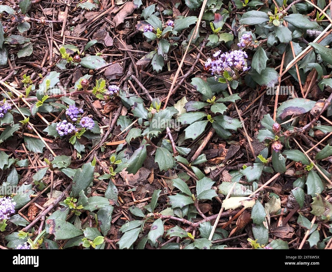 Mahala mat (Ceanothus prostratus) Plantae Stock Photo - Alamy