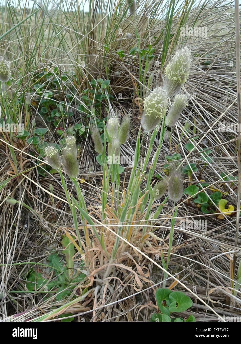 Hare's Tail Grass (Lagurus ovatus) Plantae Stock Photo - Alamy