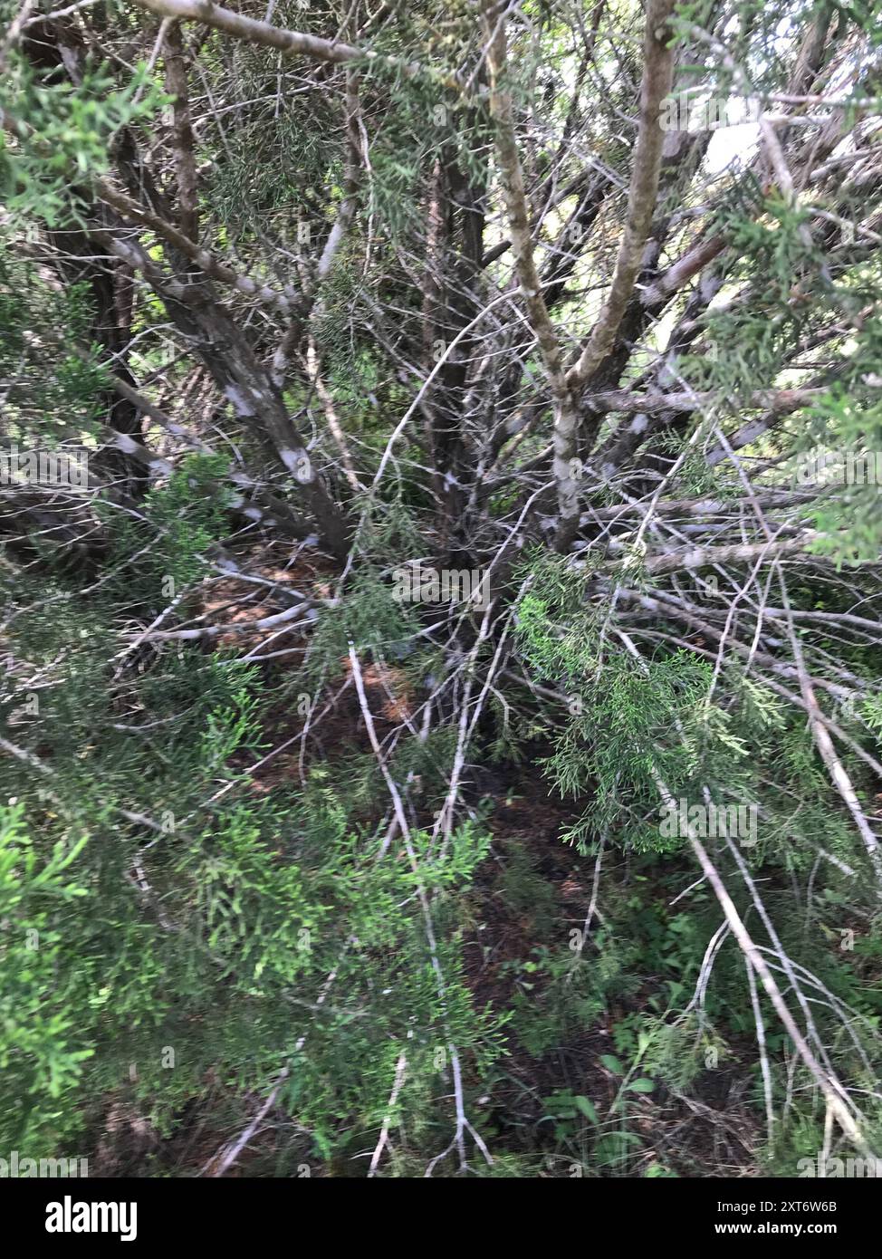 Ashe juniper (Juniperus ashei) Plantae Stock Photo - Alamy