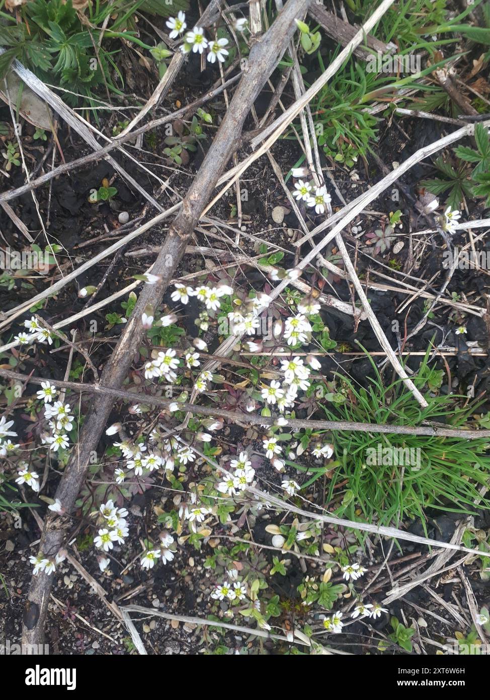 Common Whitlowgrass (Draba verna) Plantae Stock Photo - Alamy