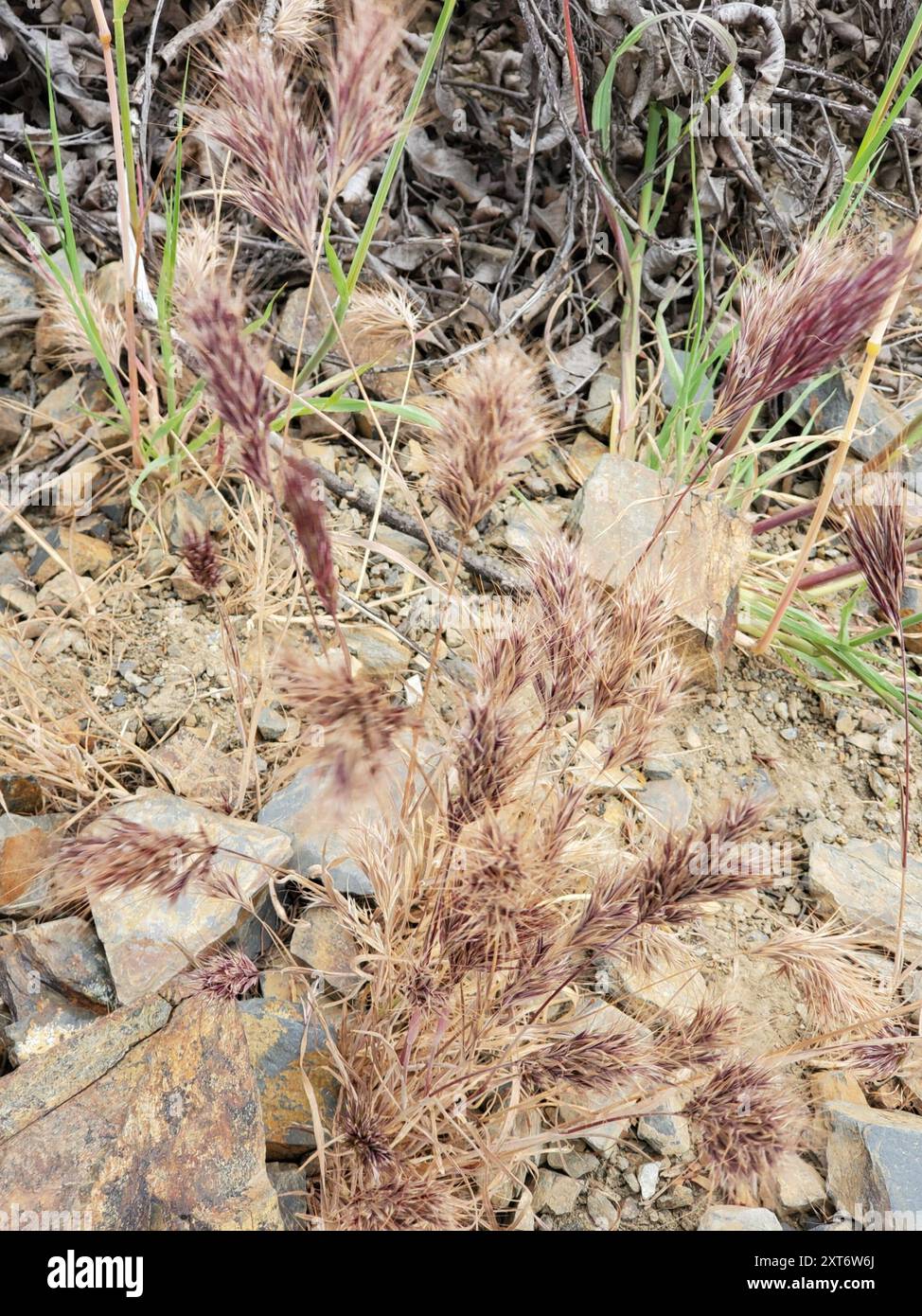 Red Brome (Bromus rubens) Plantae Stock Photo - Alamy
