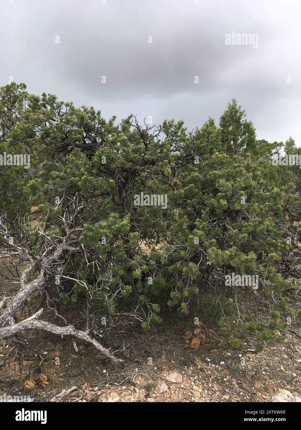 Colorado Pinyon (Pinus edulis) Plantae Stock Photo - Alamy