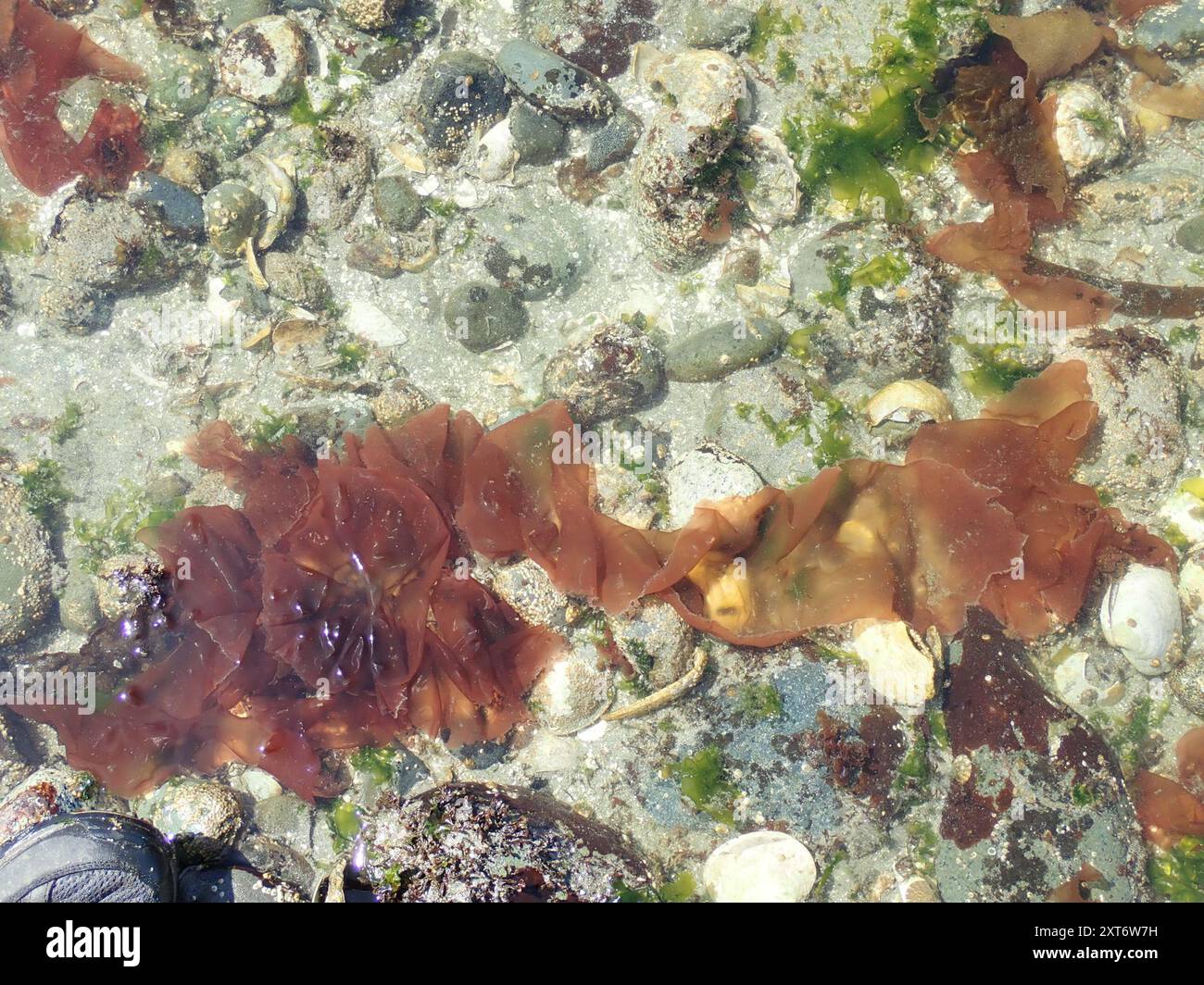 Pyropia hi-res stock photography and images - Alamy