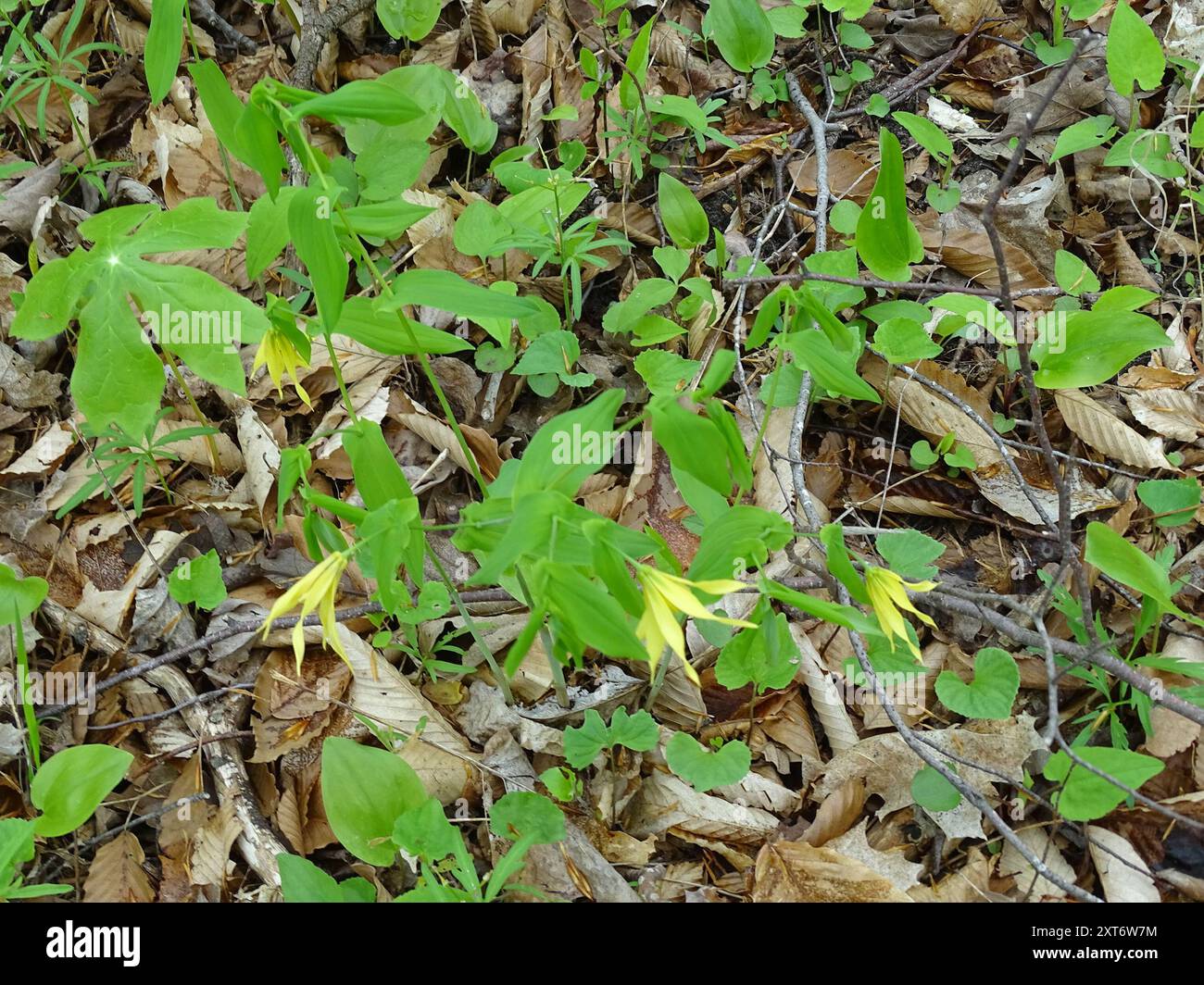 largeflower bellwort (Uvularia grandiflora) Plantae Stock Photo - Alamy