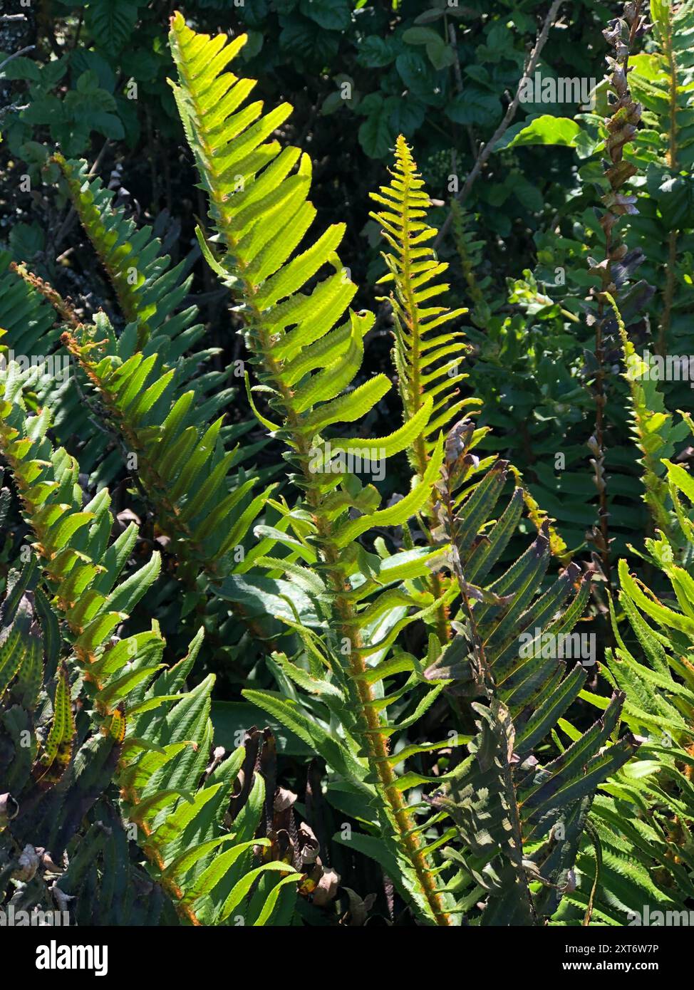 shield ferns (Polystichum) Plantae Stock Photo - Alamy