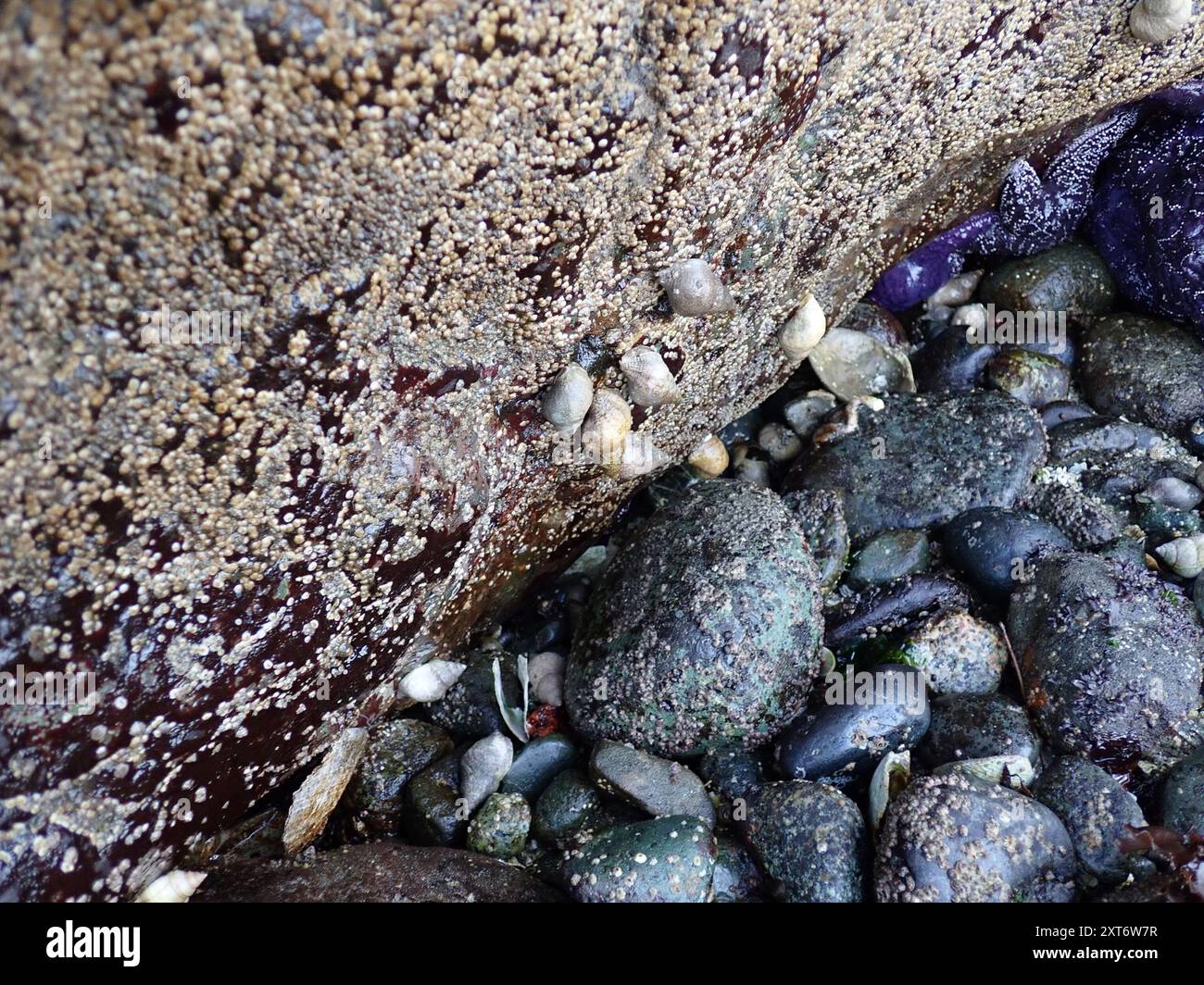 Frilled Dogwinkle (Nucella lamellosa) Mollusca Stock Photo - Alamy
