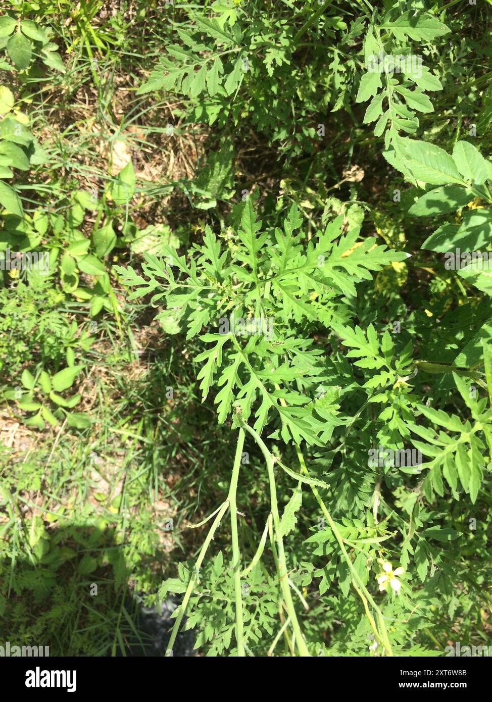 Jointed Charlock (Raphanus raphanistrum) Plantae Stock Photo - Alamy