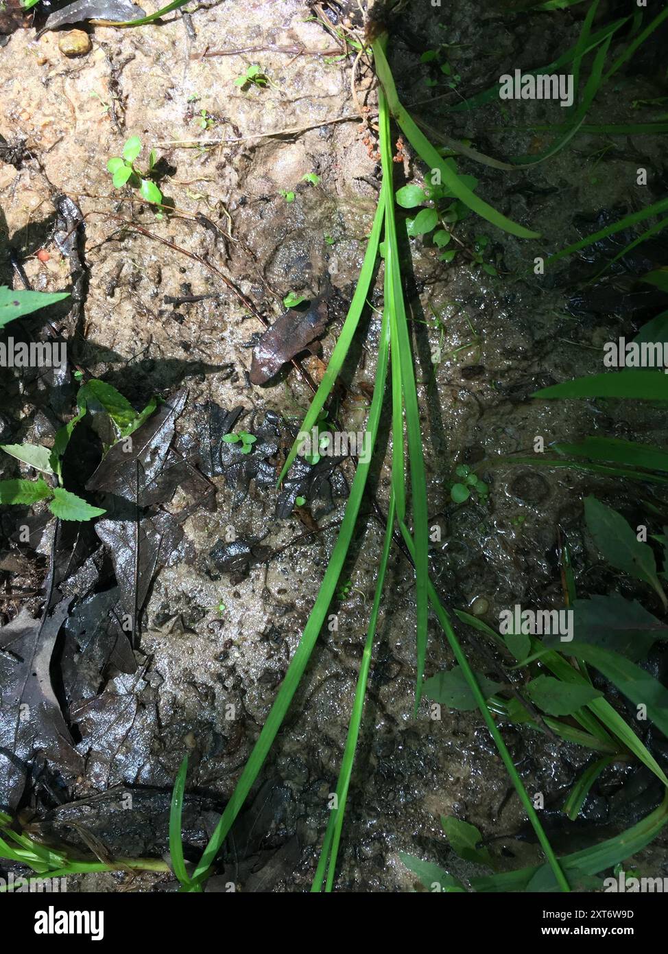 Roundhead Rush (Juncus validus) Plantae Stock Photo - Alamy