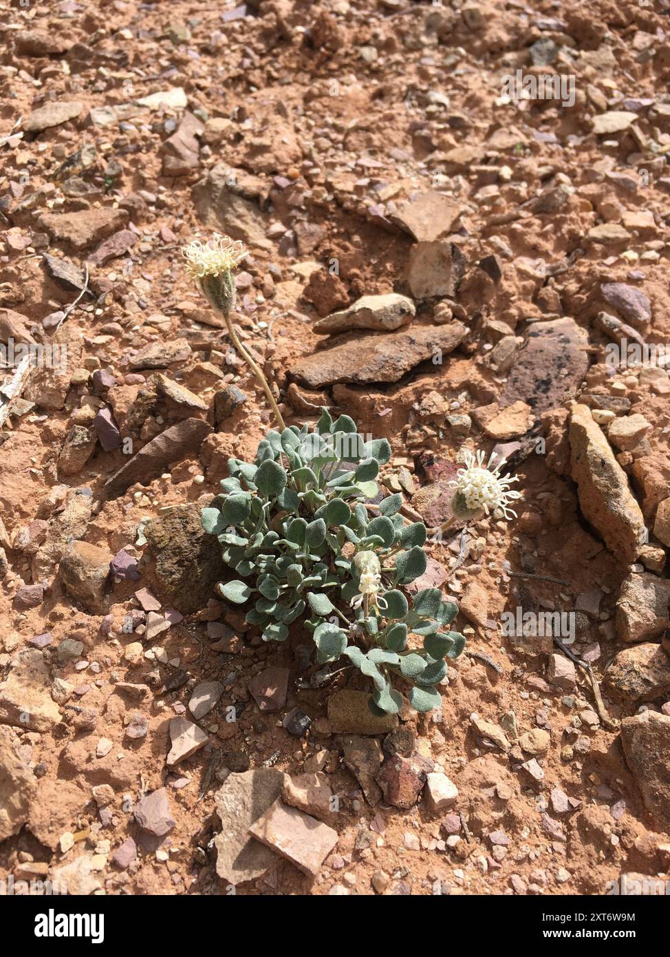 fullstem (Chamaechaenactis scaposa) Plantae Stock Photo - Alamy