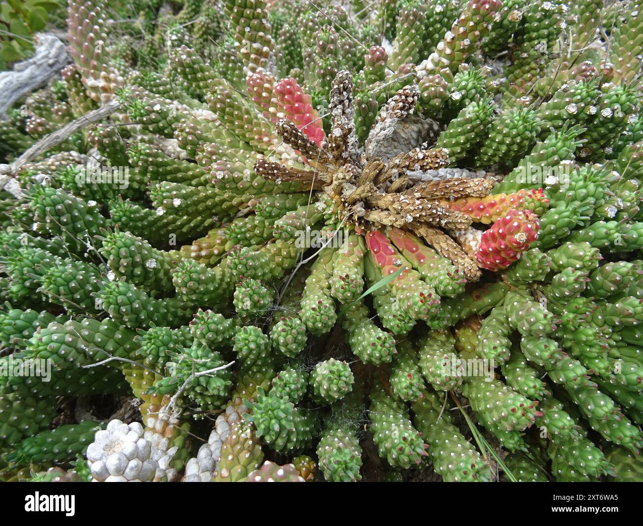 Medusa's-head (Euphorbia caput-medusae) Plantae Stock Photo - Alamy