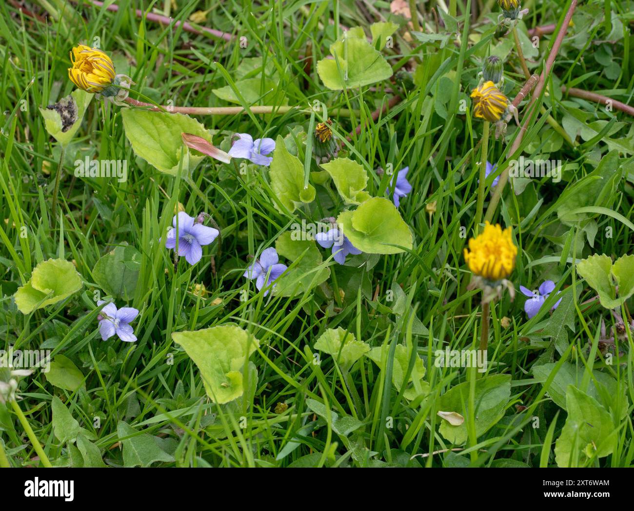 violets (Viola) Plantae Stock Photo - Alamy