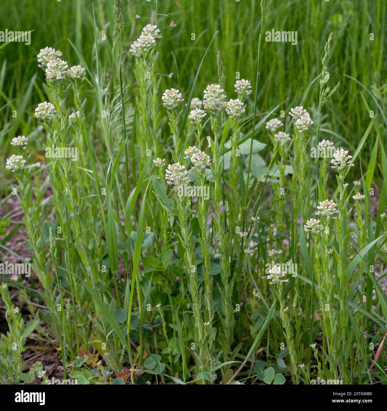 field peppergrass (Lepidium campestre) Plantae Stock Photo - Alamy