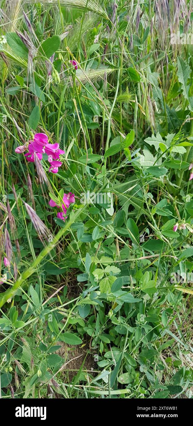 tuberous pea (Lathyrus tuberosus) Plantae Stock Photo - Alamy