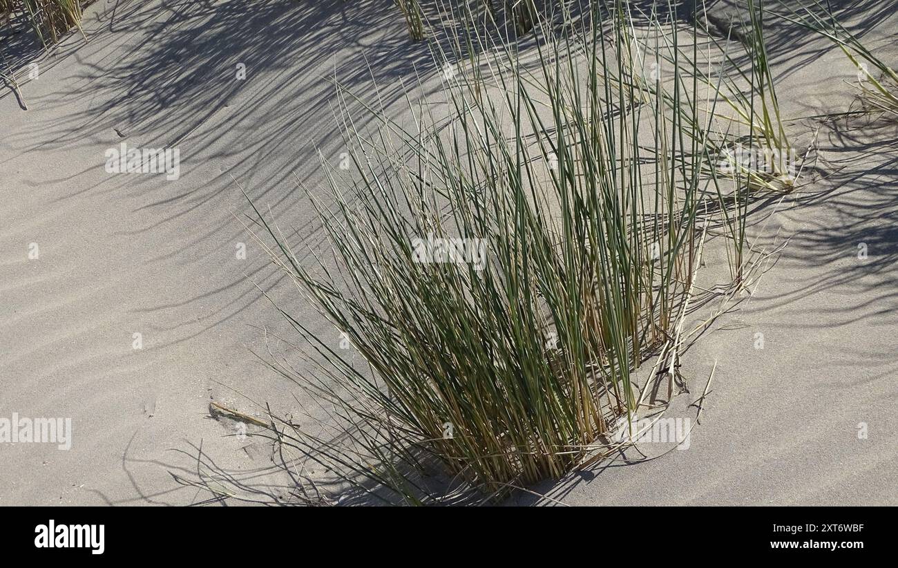 European marram grass (Calamagrostis arenaria) Plantae Stock Photo - Alamy