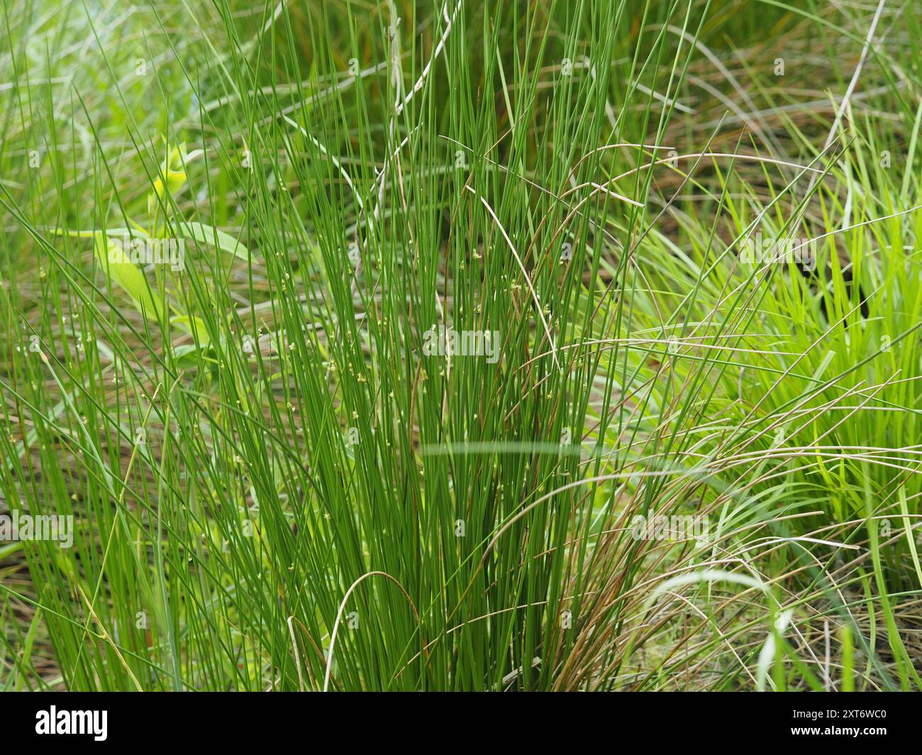 Soft Rush (Juncus effusus) Plantae Stock Photo - Alamy
