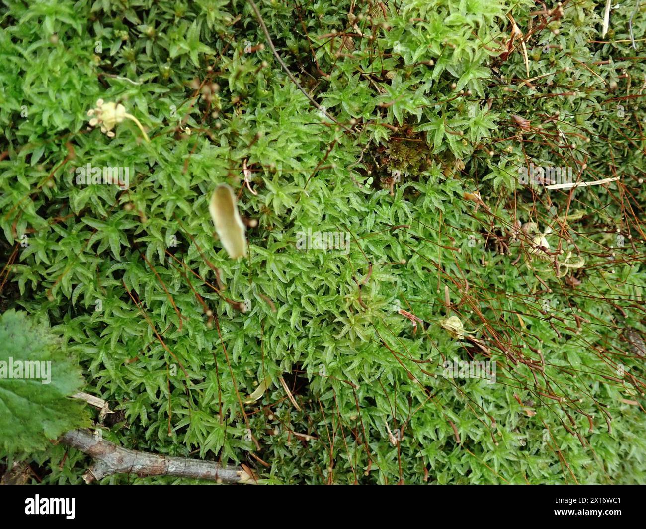 Catherine's moss (Atrichum undulatum) Plantae Stock Photo - Alamy