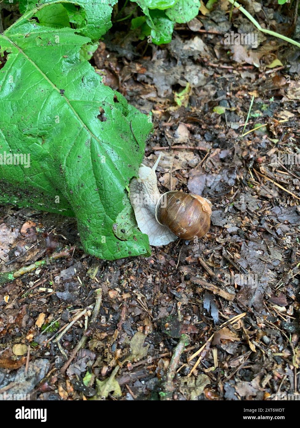 Roman Snail (Helix pomatia) Mollusca Stock Photo - Alamy