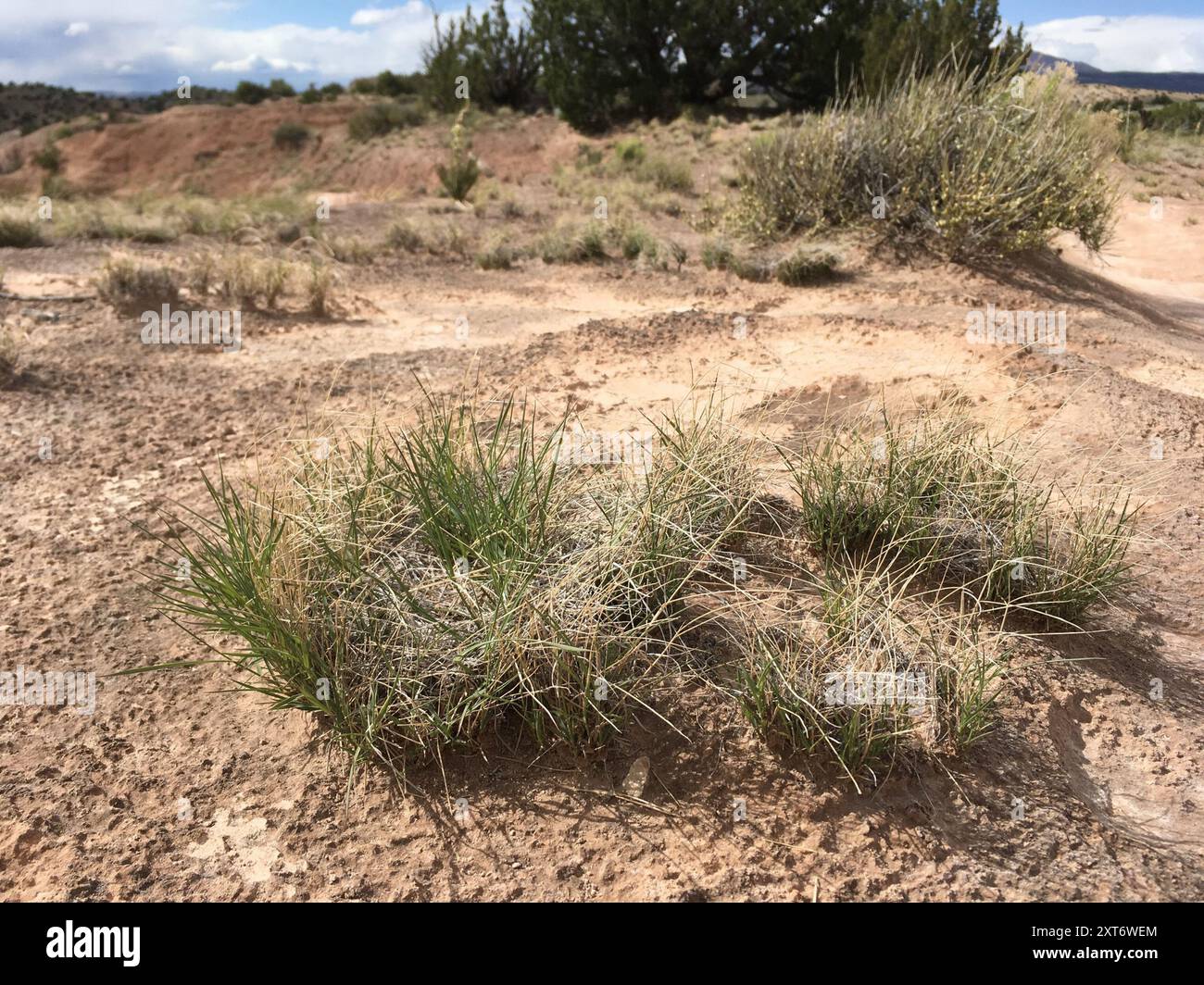 gypsum dropseed (Sporobolus nealleyi) Plantae Stock Photo - Alamy