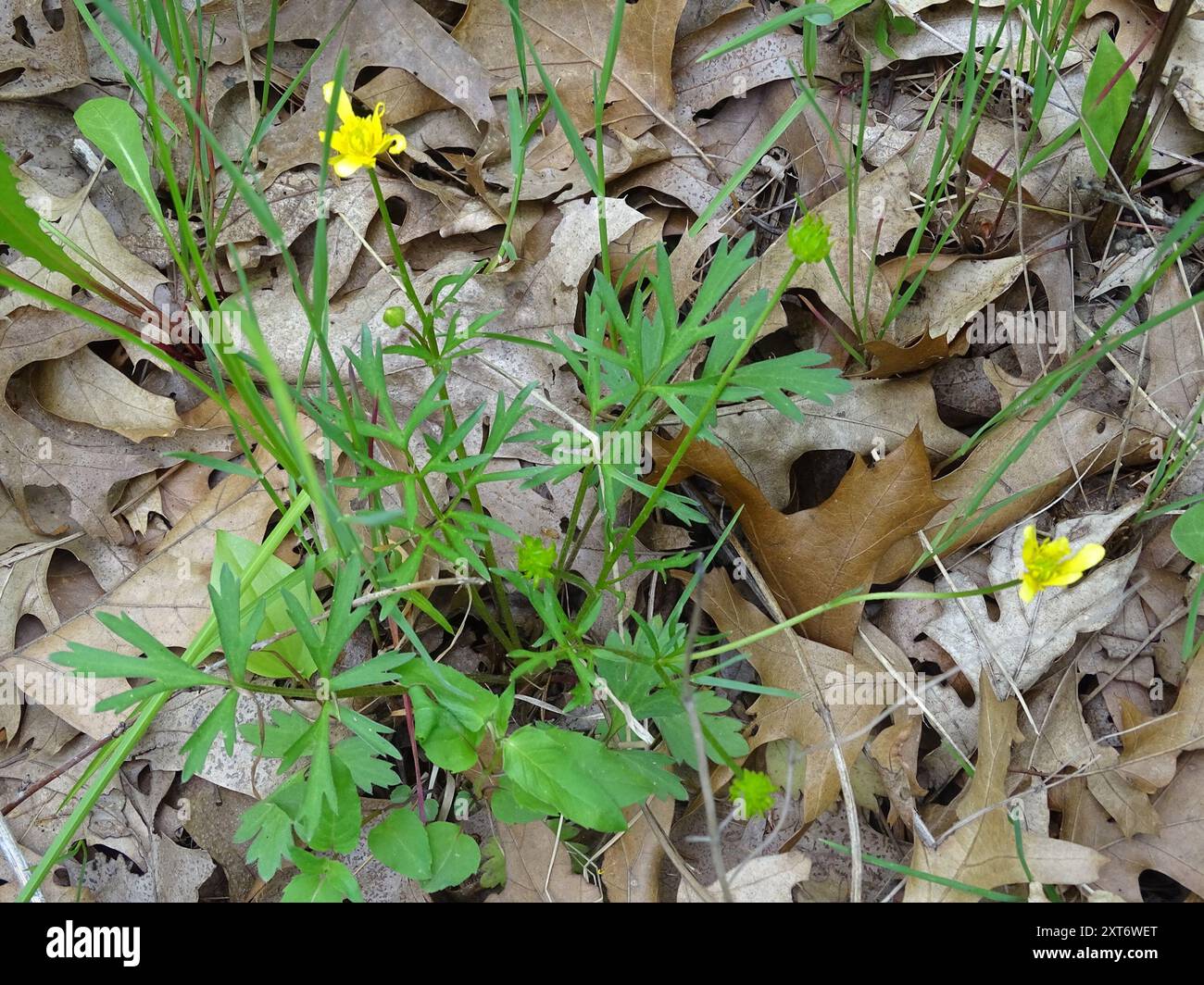 Early Buttercup (Ranunculus fascicularis) Plantae Stock Photo - Alamy
