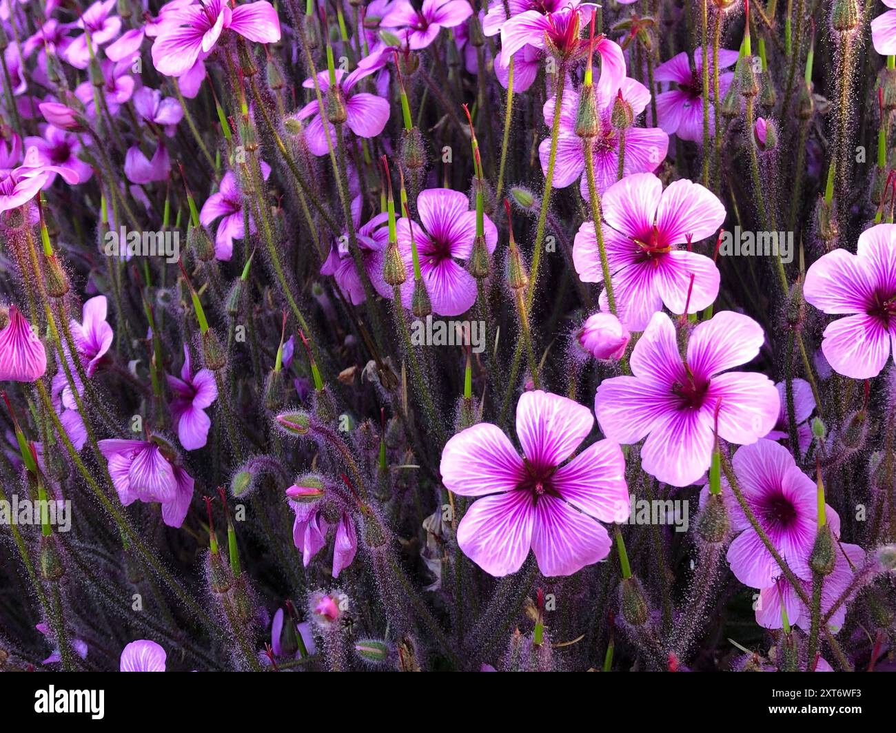 Giant Herb-Robert (Geranium maderense) Plantae Stock Photo - Alamy