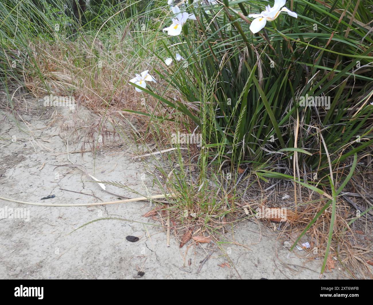 Ryegrasses (Lolium) Plantae Stock Photo - Alamy
