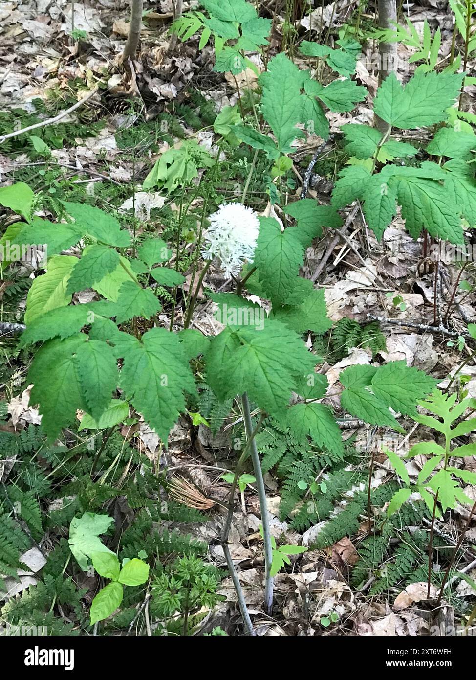 baneberries and cohoshes (Actaea) Plantae Stock Photo - Alamy
