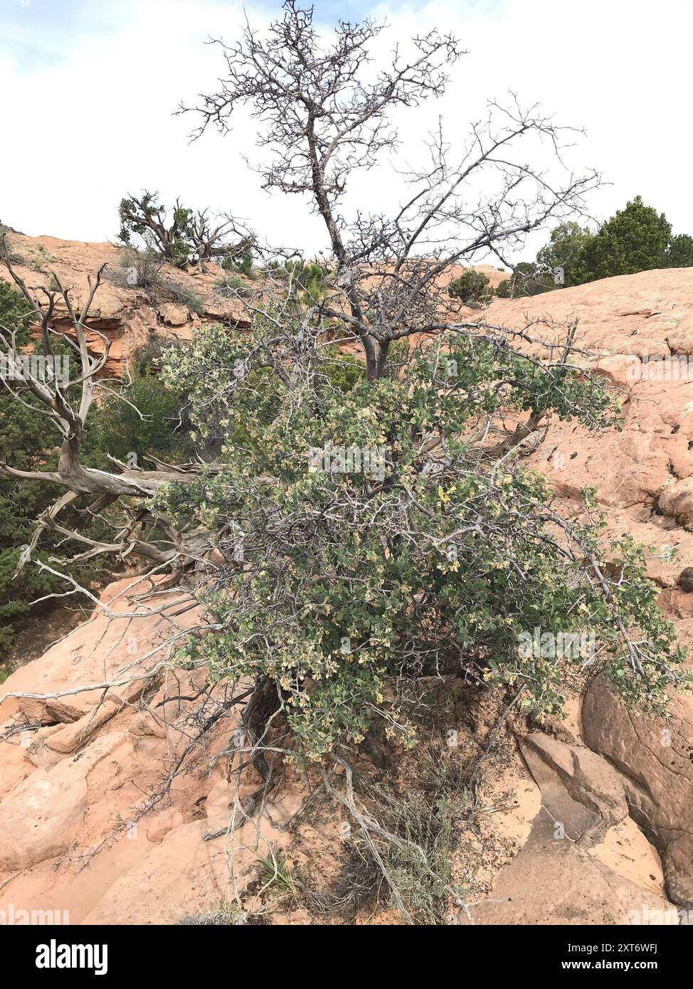 Utah Serviceberry (Amelanchier utahensis) Plantae Stock Photo - Alamy