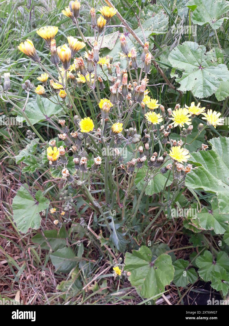 Beaked Hawksbeard (Crepis vesicaria) Plantae Stock Photo - Alamy