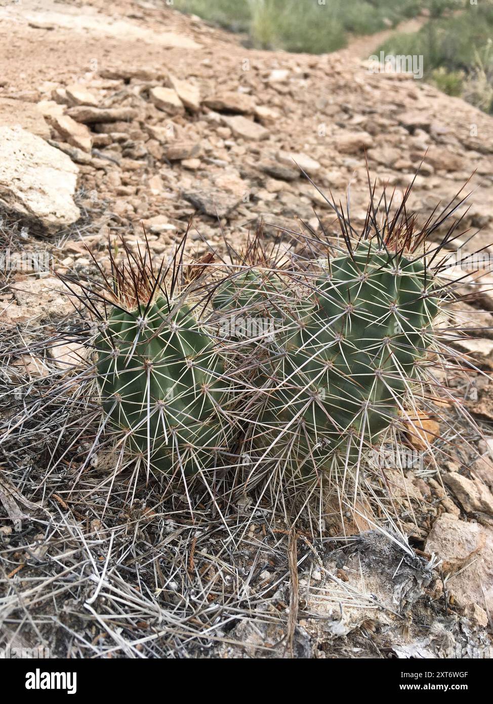 Scarlet Hedgehog Cactus (Echinocereus coccineus coccineus) Plantae ...