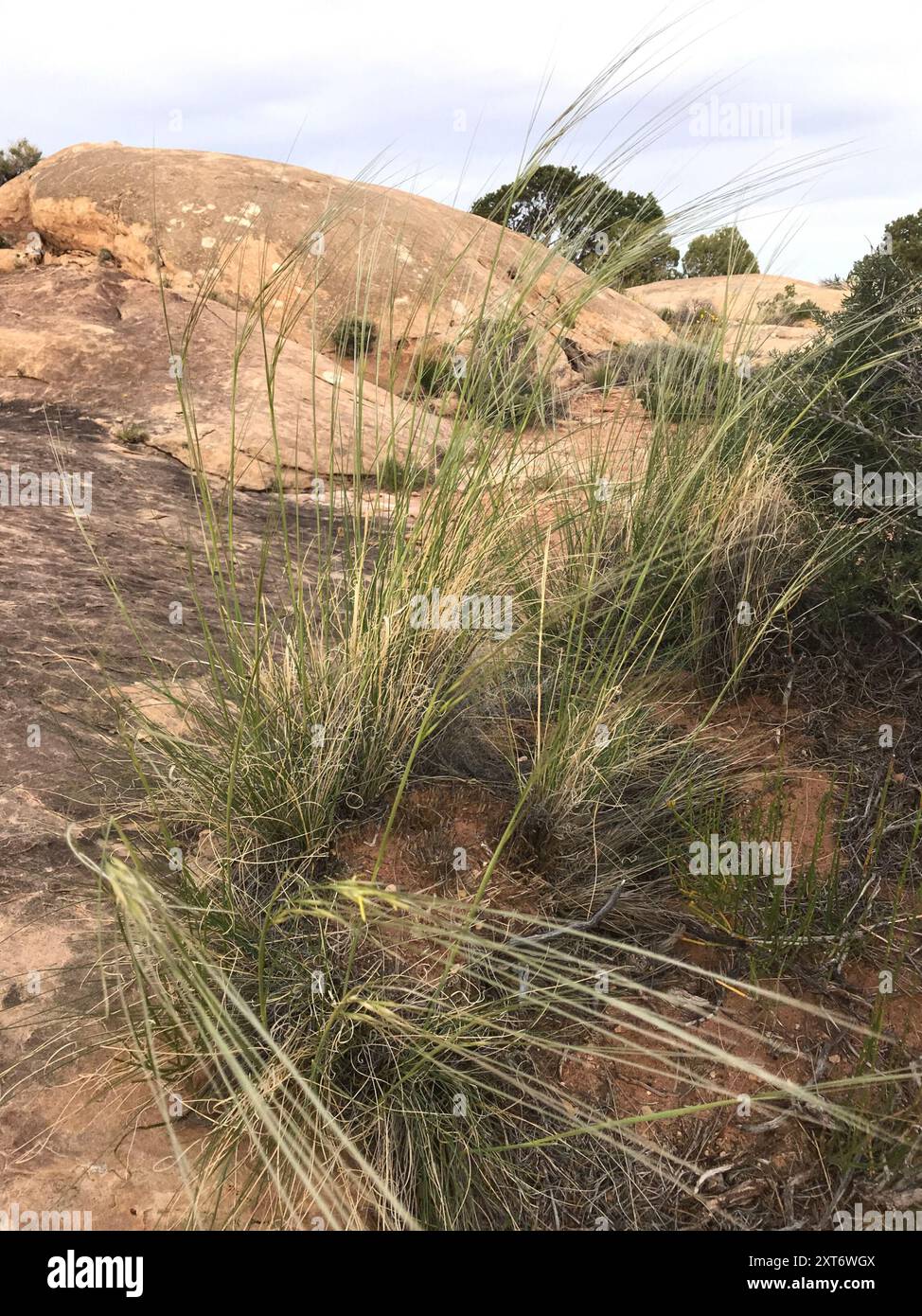 Needle-and-thread Grass (Hesperostipa comata) Plantae Stock Photo - Alamy