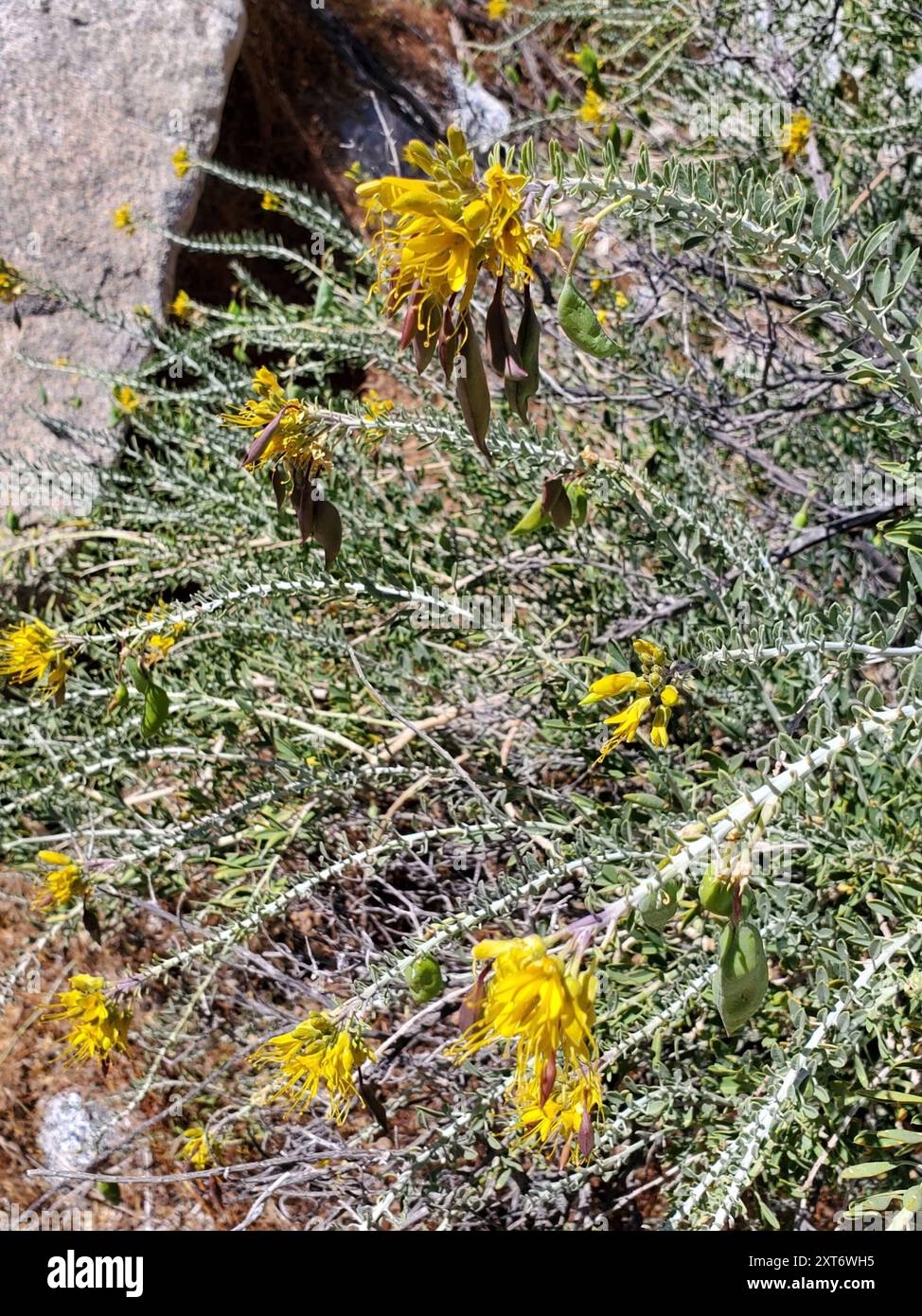 (Cleomella arborea angustata) Plantae Stock Photo - Alamy