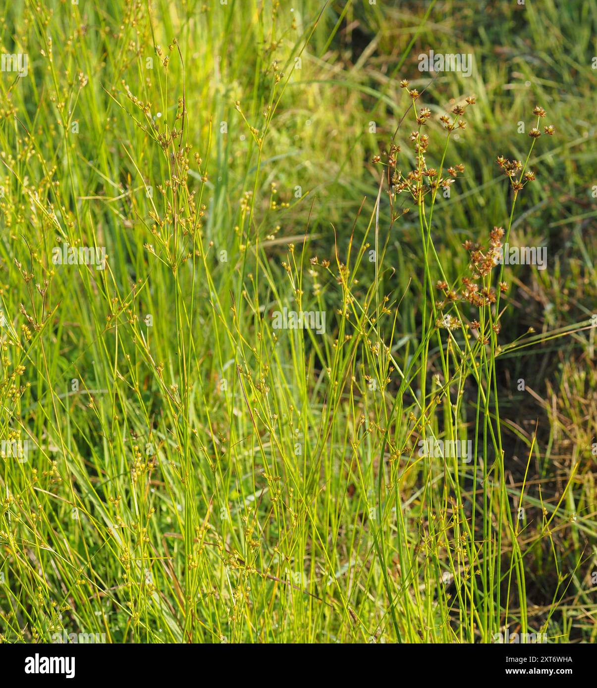 rushes (Juncus) Plantae Stock Photo - Alamy