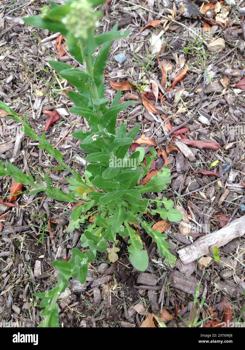 field peppergrass (Lepidium campestre) Plantae Stock Photo - Alamy