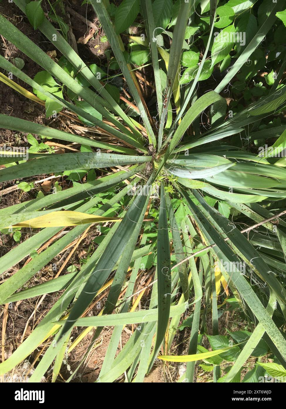 common yucca (Yucca filamentosa) Plantae Stock Photo - Alamy
