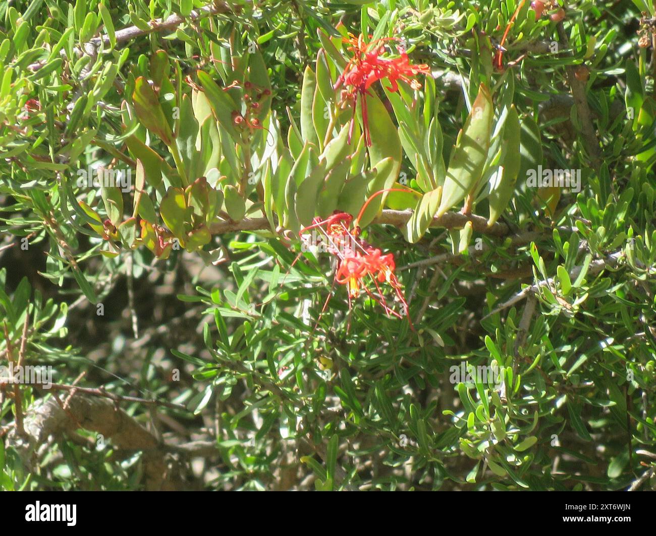 (Ligaria cuneifolia) Plantae Stock Photo - Alamy