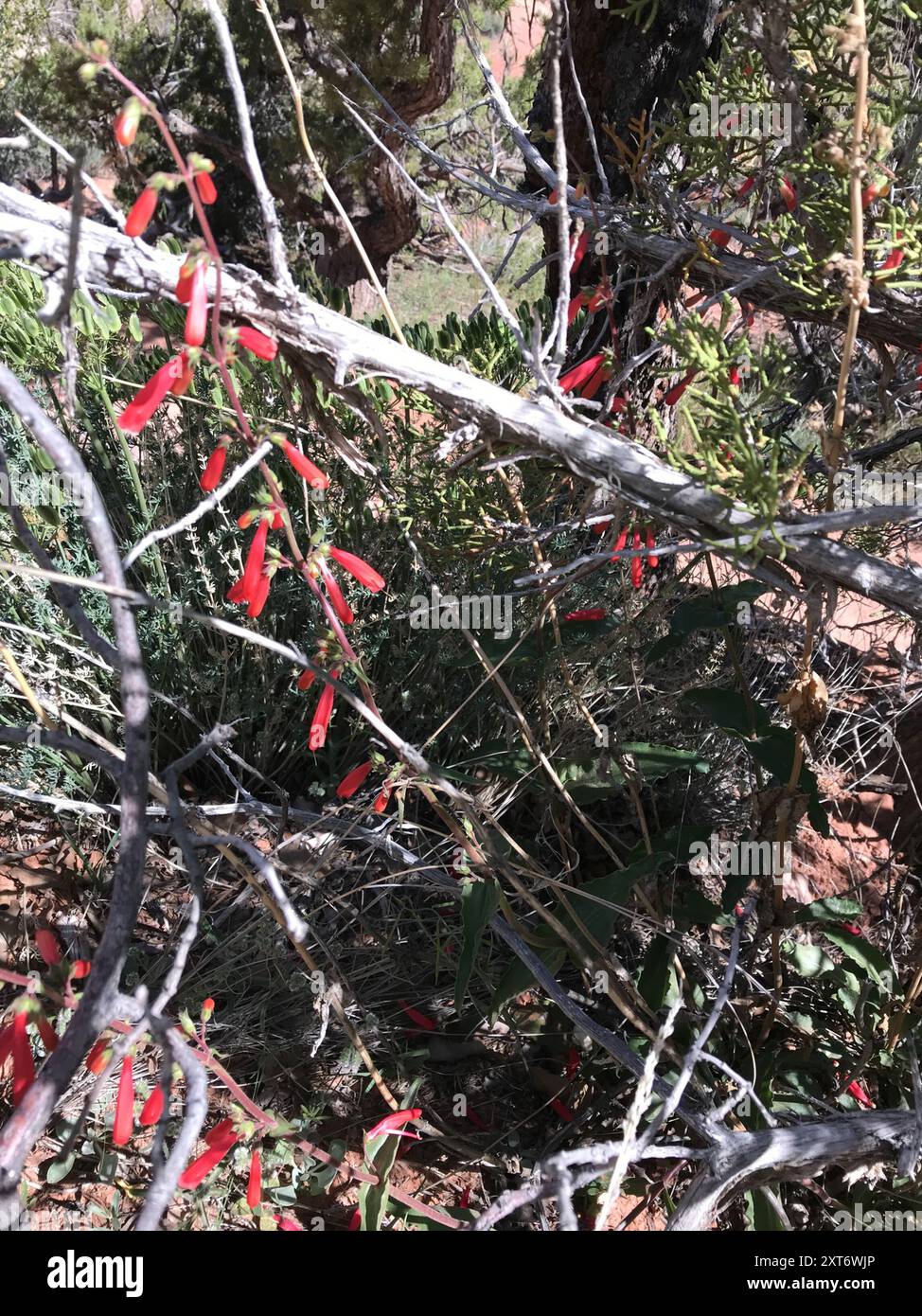 firecracker penstemon (Penstemon eatonii) Plantae Stock Photo - Alamy