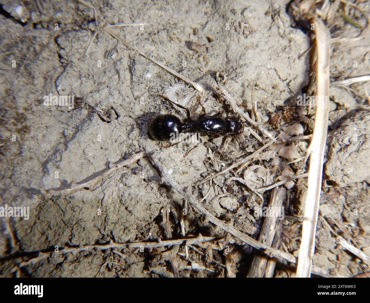 Messor Harvester Ants (Messor) Insecta Stock Photo - Alamy