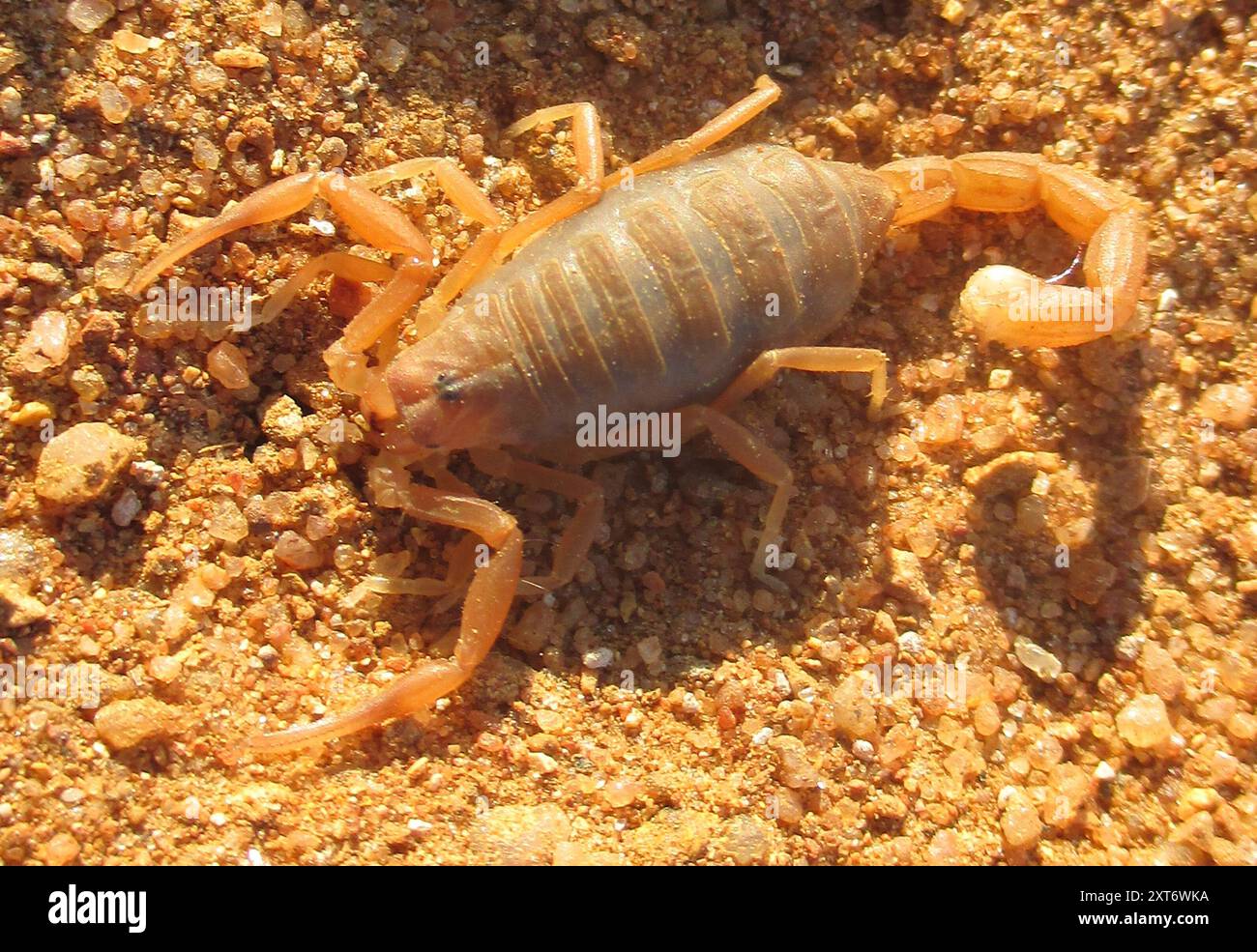 Granulated Thick-tailed Scorpion (Parabuthus granulatus) Arachnida ...