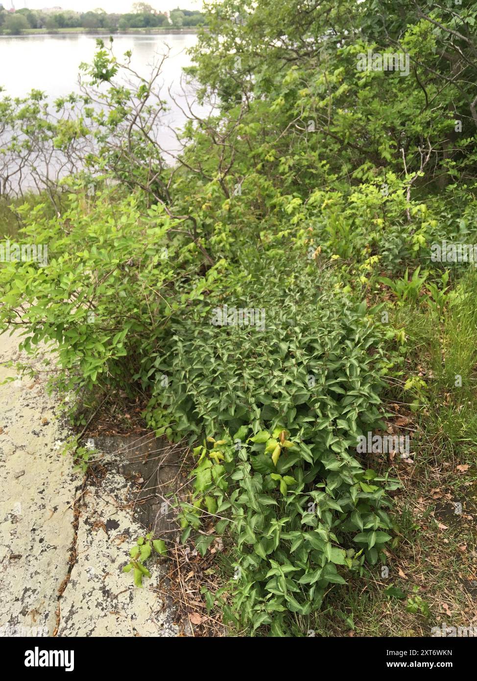 black swallow-wort (Vincetoxicum nigrum) Plantae Stock Photo - Alamy