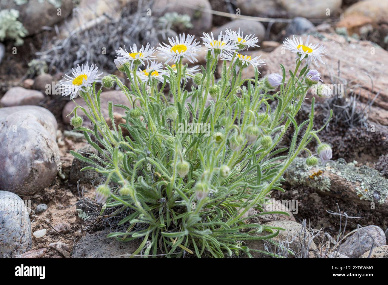 (Erigeron concinnus condensatus) Plantae Stock Photo - Alamy