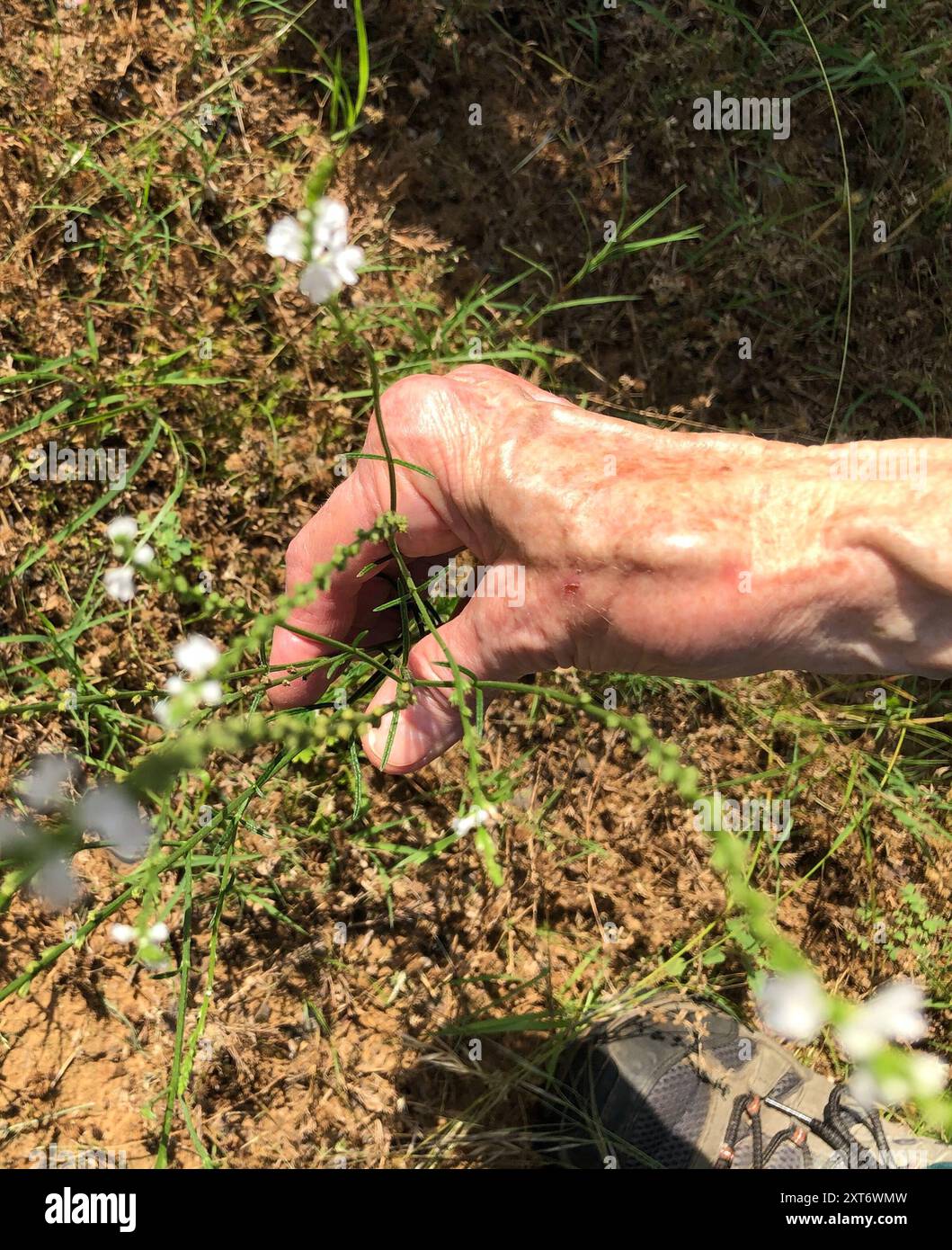 Texas vervain (Verbena halei) Plantae Stock Photo - Alamy