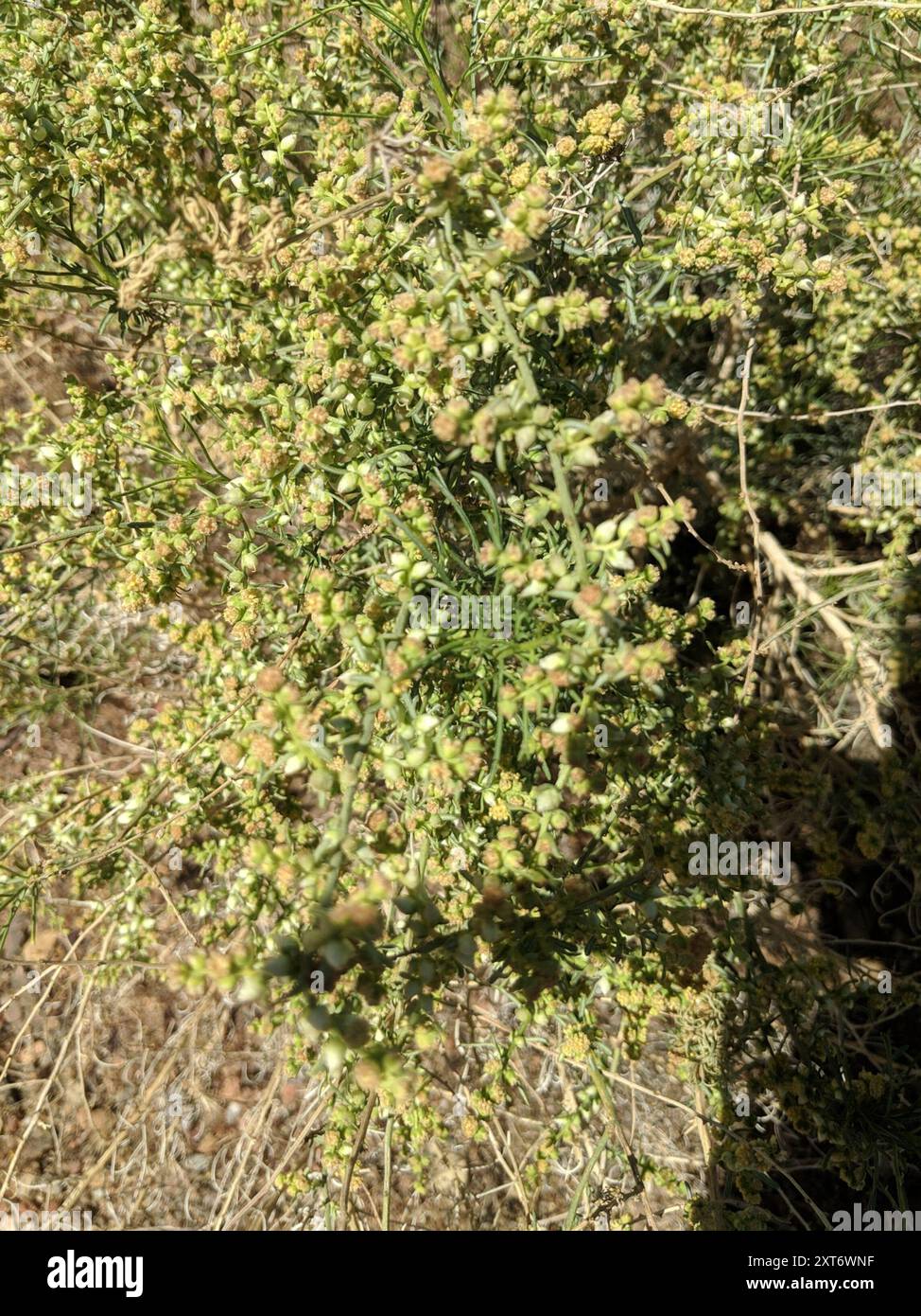 Cheesebush (Ambrosia salsola) Plantae Stock Photo - Alamy
