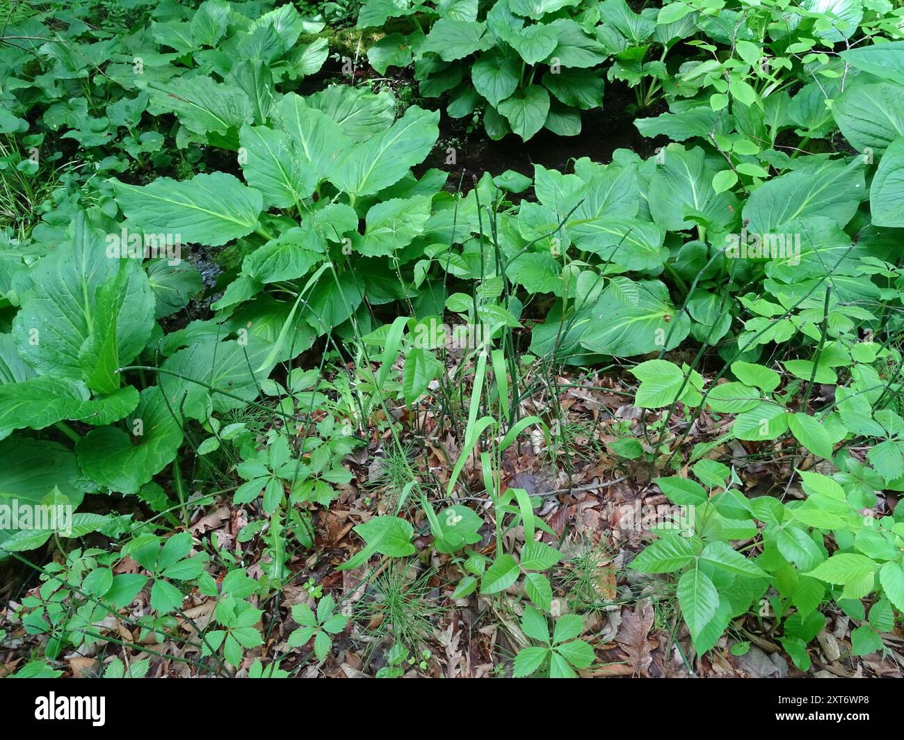 Wood Millet (Milium effusum) Plantae Stock Photo - Alamy