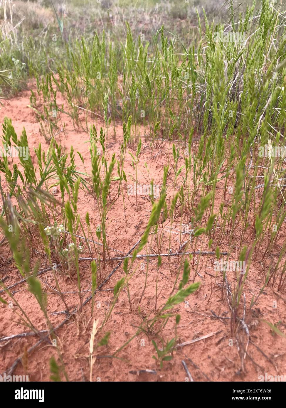 grasses (Poaceae) Plantae Stock Photo - Alamy